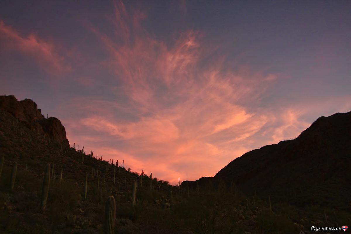 Saguaro National Park Sunset